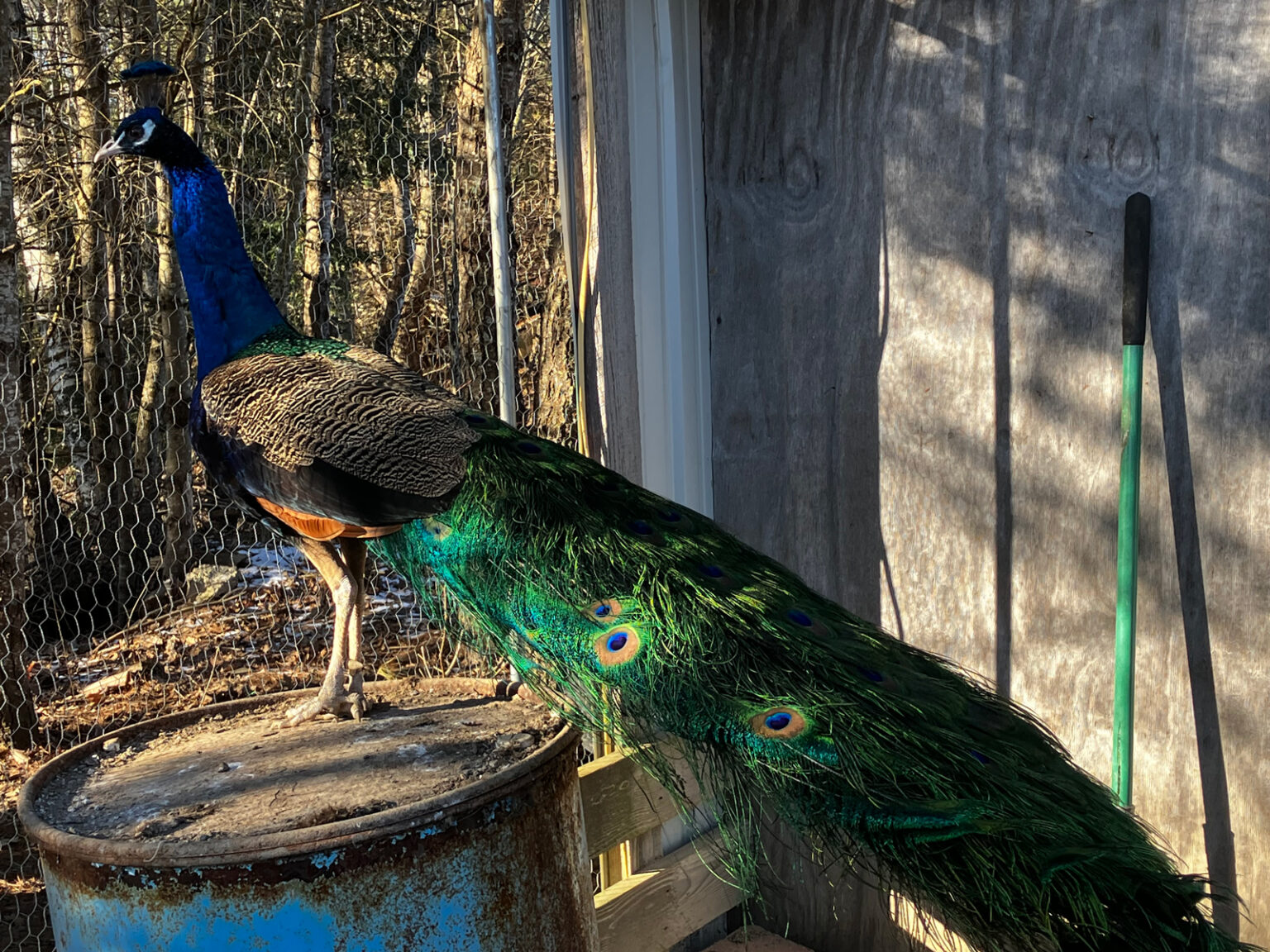 Peacock Mating Rituals - Backyard Poultry